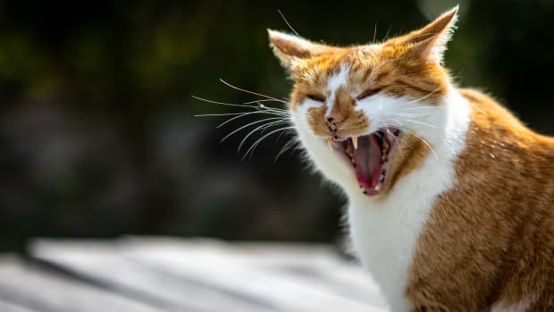 5 Reasons Why Cats Lick Their Owners PetHelpful