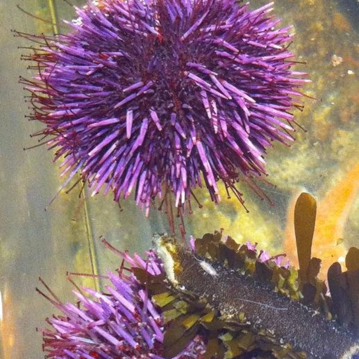 Sea Urchin Spines