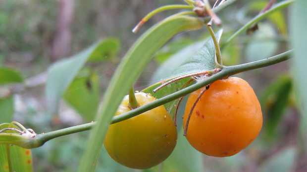 Muntries ("Kunzea pomifera"): Australian Native Plant Profile - Dengarden