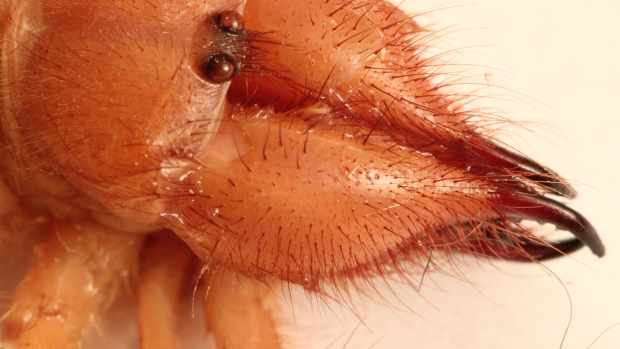 How Many Eyes Does a Spider Have? What Do Spider Eyes Look Like ...