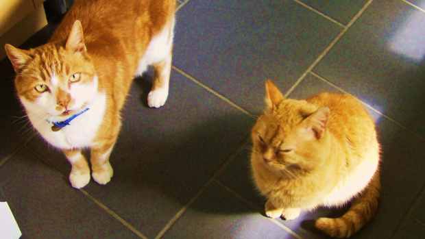 How to Stop a Cat From Peeing in the House - PetHelpful