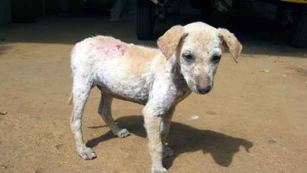 Demodectic Mange in Dogs: Is Sulfur, Ivermectin, or Selamectin Best ...