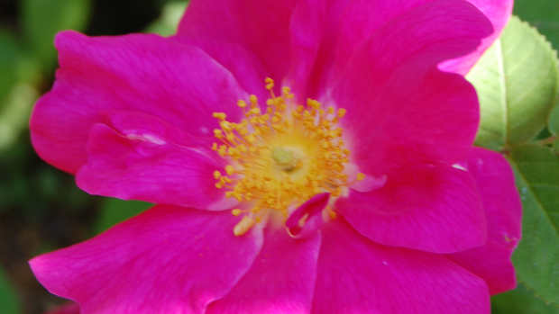 Knockout Roses: Overrated or Garden Superstars? - Dengarden