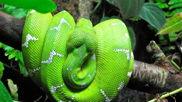 Naked Mole-Rats: Facts About Strange and Fascinating Animals - Owlcation