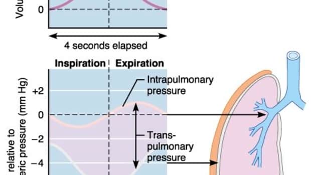 Lung Compliance and Elastance - Owlcation