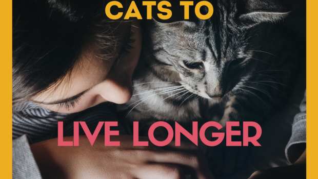 10 Helpful Tips for How to Find a Lost or Missing Cat - PetHelpful