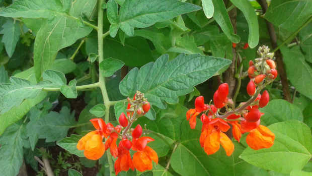 How to Grow Lablab (Hyacinth Bean) - Dengarden