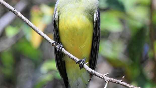 Attracting and Maintaining Beneficial Garden Organisms - Dengarden ...