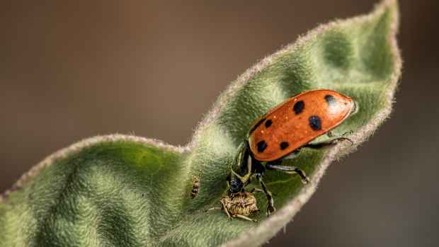 7 Ways Ladybugs Help Humans Plus Tips and Facts - Dengarden
