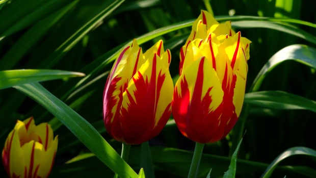 Parrot and Ruffled Tulips - Dengarden