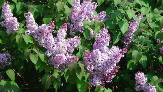 How to Grow and Maintain Korean Lilac - Dengarden