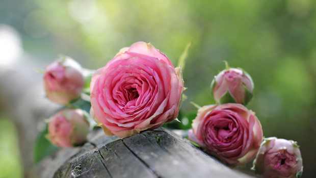Knockout Roses: Overrated or Garden Superstars? - Dengarden