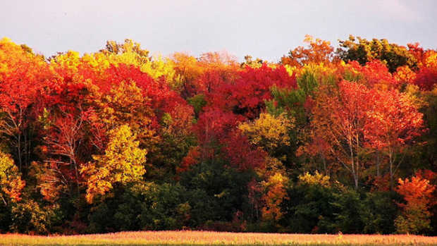Decorating With the Color Purple - Dengarden
