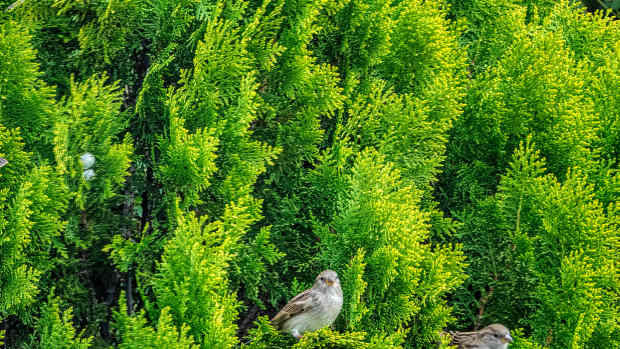 Attracting and Maintaining Beneficial Garden Organisms - Dengarden ...