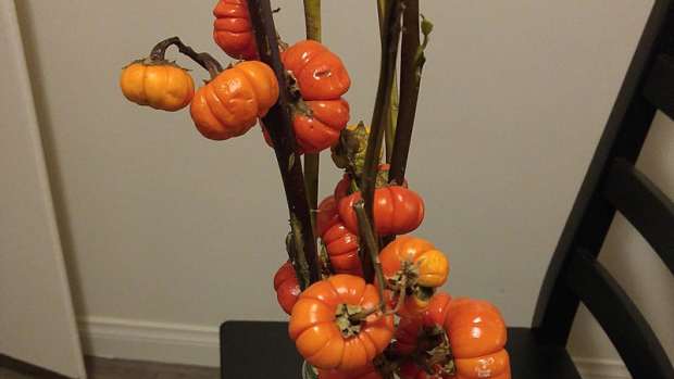 How to Build Cradles to Support Trellised Melons and Pumpkins - Dengarden