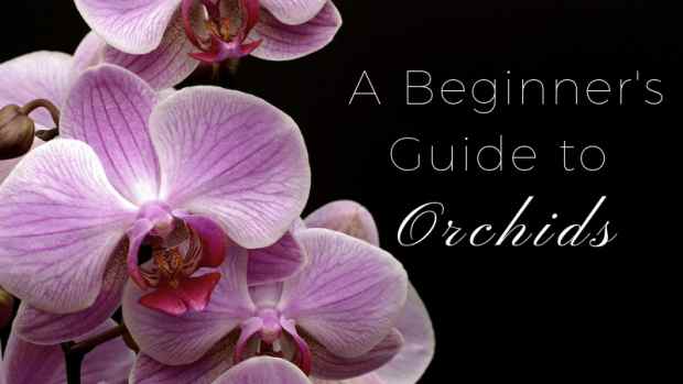 Orchid Care 101: Beginners' Guide to Growing Orchids - Dengarden