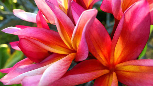 5 Easy-to-Grow Tropical Vines With Dazzling Blue Flowers - Dengarden