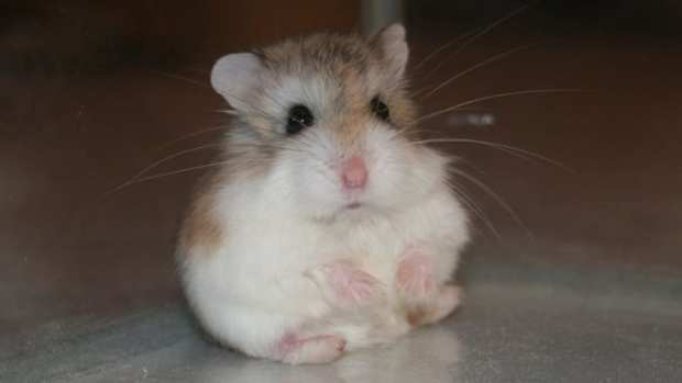 Pet Hamsters - PetHelpful