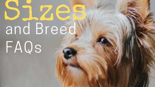 Why My Giant Yorkie Is Better Than Your Teacup Yorkie - PetHelpful