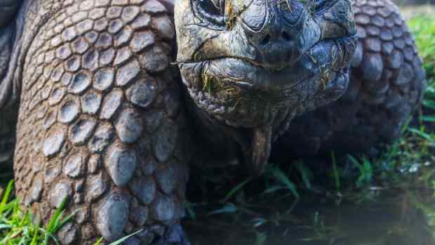 The Tortoise Trainer - LetterPile