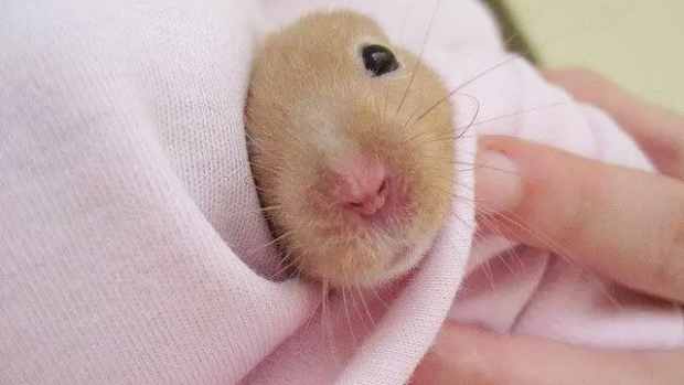 My Hamster Has a Lump: Signs of an Abscess - PetHelpful