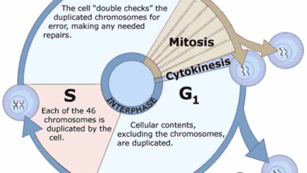 Cell Cycle Stages: Mitosis (Metaphase, Anaphase, Telophase) - Owlcation
