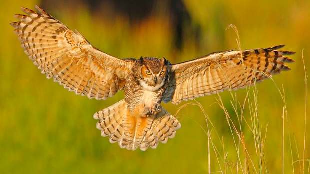 The Fermi Paradox and the Great Filter Theory Explained - Owlcation