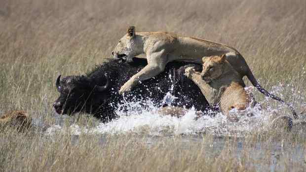 How Do Chimpanzees Hunt and Kill Their Prey? - Owlcation