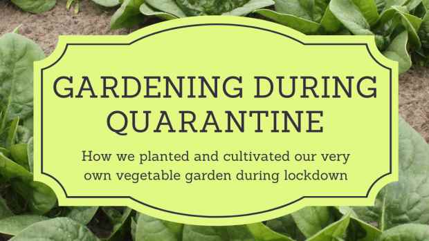 Tips and How-Tos for Planting Food Gardens - Dengarden - Home and Garden