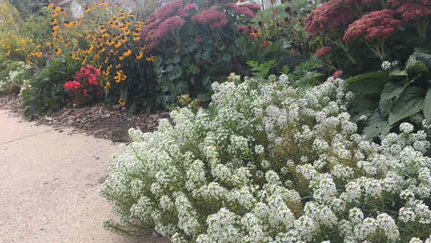 Creeping Thyme Ground Cover: Types, Care, and Propagation - Dengarden