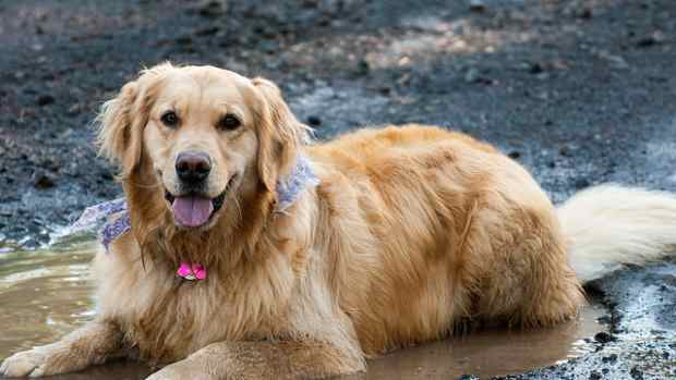 Hematoma: Swollen Dog Ear Flap and How a Vet Will Treat It - PetHelpful