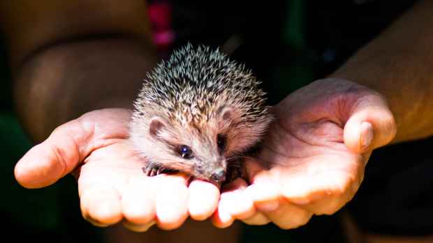Housing a Pet Hedgehog: Best Cages, Tanks, and Enclosures - PetHelpful
