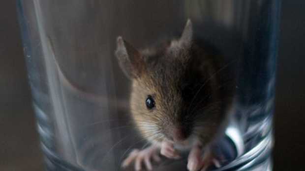 Rodents - HubPages