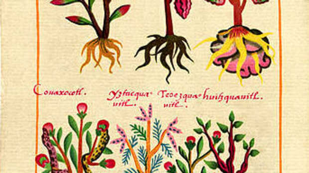 Common Herbs Used to Treat Lyme Disease - RemedyGrove