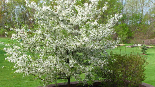 6 Most Common Viburnum Diseases and How to Treat Them - Dengarden