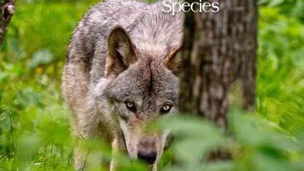 Exotic Pets - HubPages