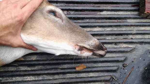 Farm Animals & Livestock - HubPages