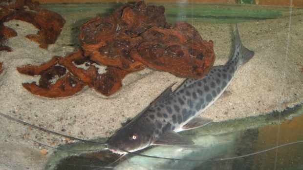 Tropical Fish & Aquariums - HubPages