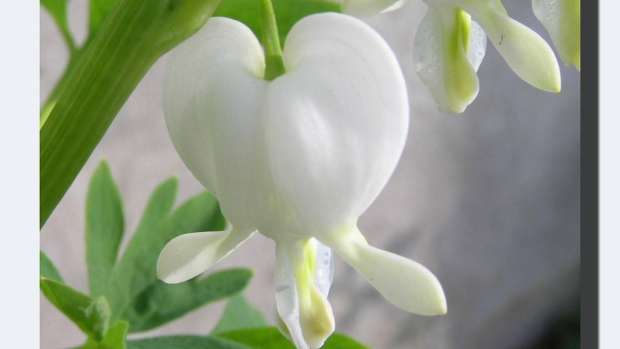 Poem - A Beauteous Bleeding Heart Flower - LetterPile