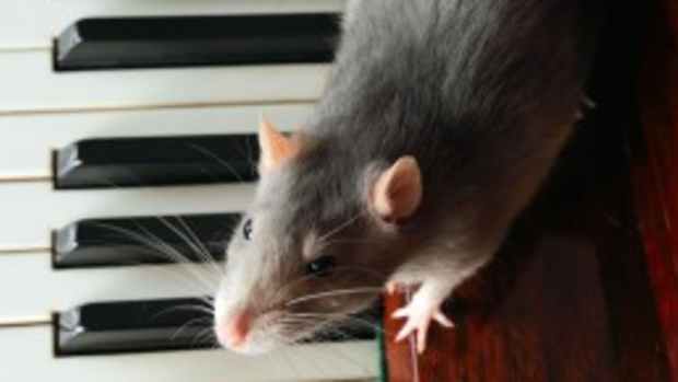 Rodents - HubPages