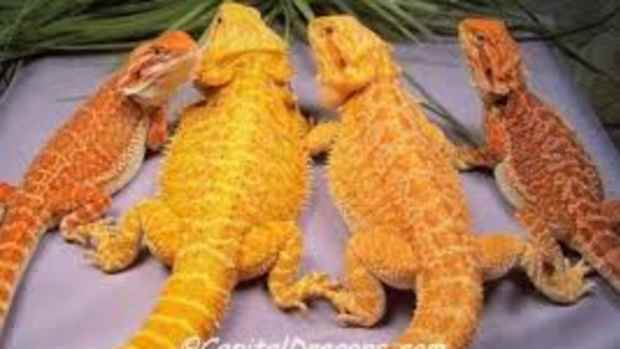 Exotic Pets - HubPages