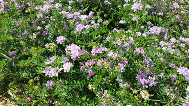 Home and Garden - HubPages