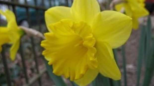 What Are the Earliest Blooming Spring Bulbs? - Dengarden