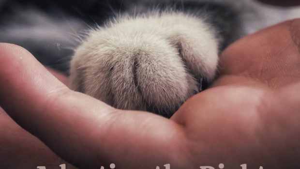 The 9 Cat Personalities: Feline-ality and Meet Your Match - PetHelpful