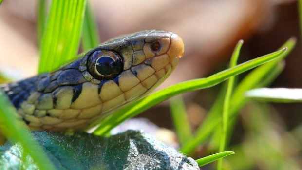 How to Find Snakes on Your Property - Dengarden