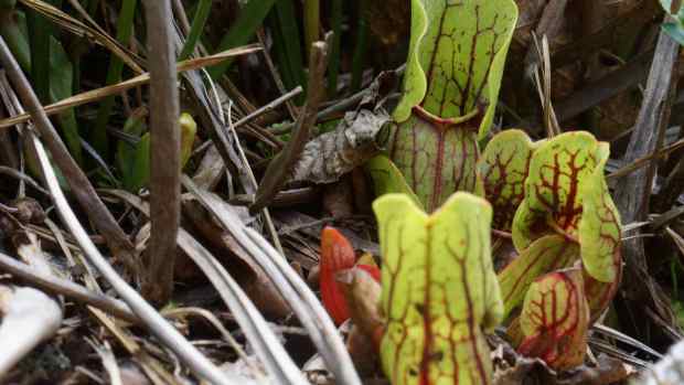 Are Plants Alive? The Science Behind Plant Life - Owlcation