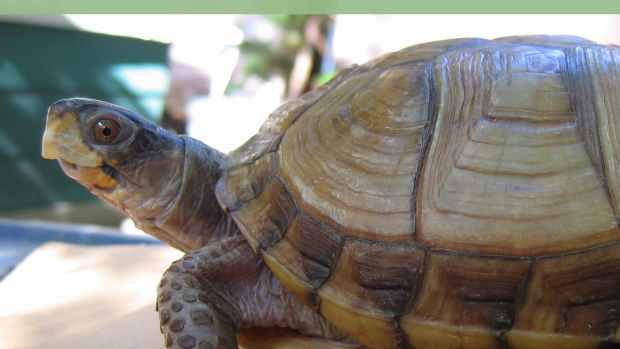 Turtle Care 101: How to Take Care of a Turtle - PetHelpful