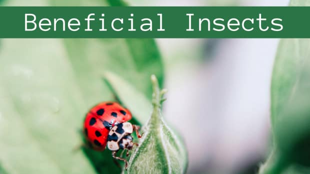 Attracting and Maintaining Beneficial Garden Organisms - Dengarden