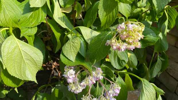 Tips and How-Tos for Planting Flower Gardens - Dengarden