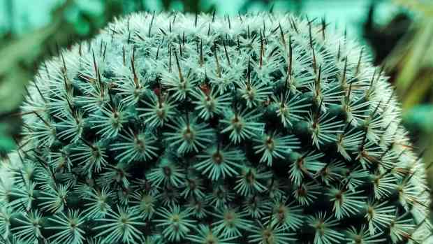 How to Get Your Cactus to Flower - Dengarden